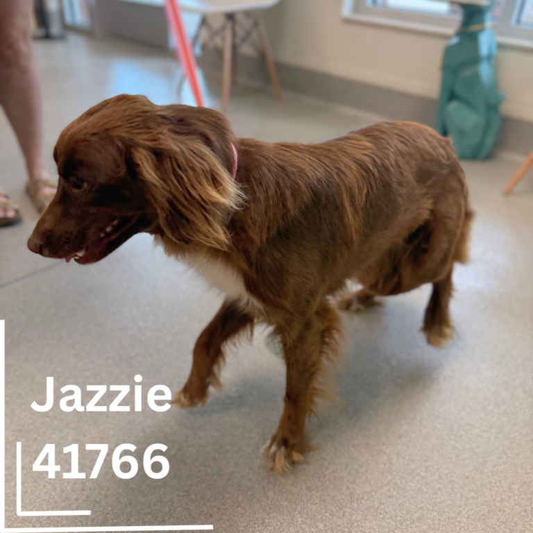 Jazzie 41766 RESCUED - Bainbridge-Decatur County Humane Society