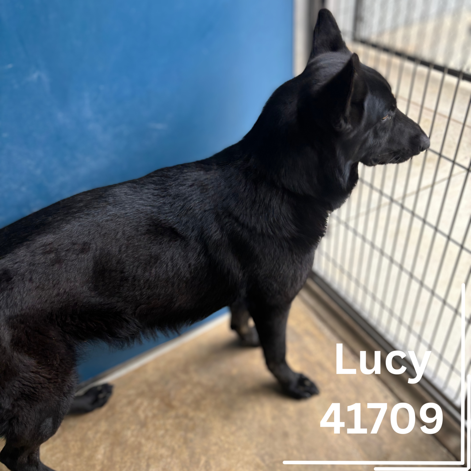 Lucy 41709 RESCUED - Bainbridge-Decatur County Humane Society