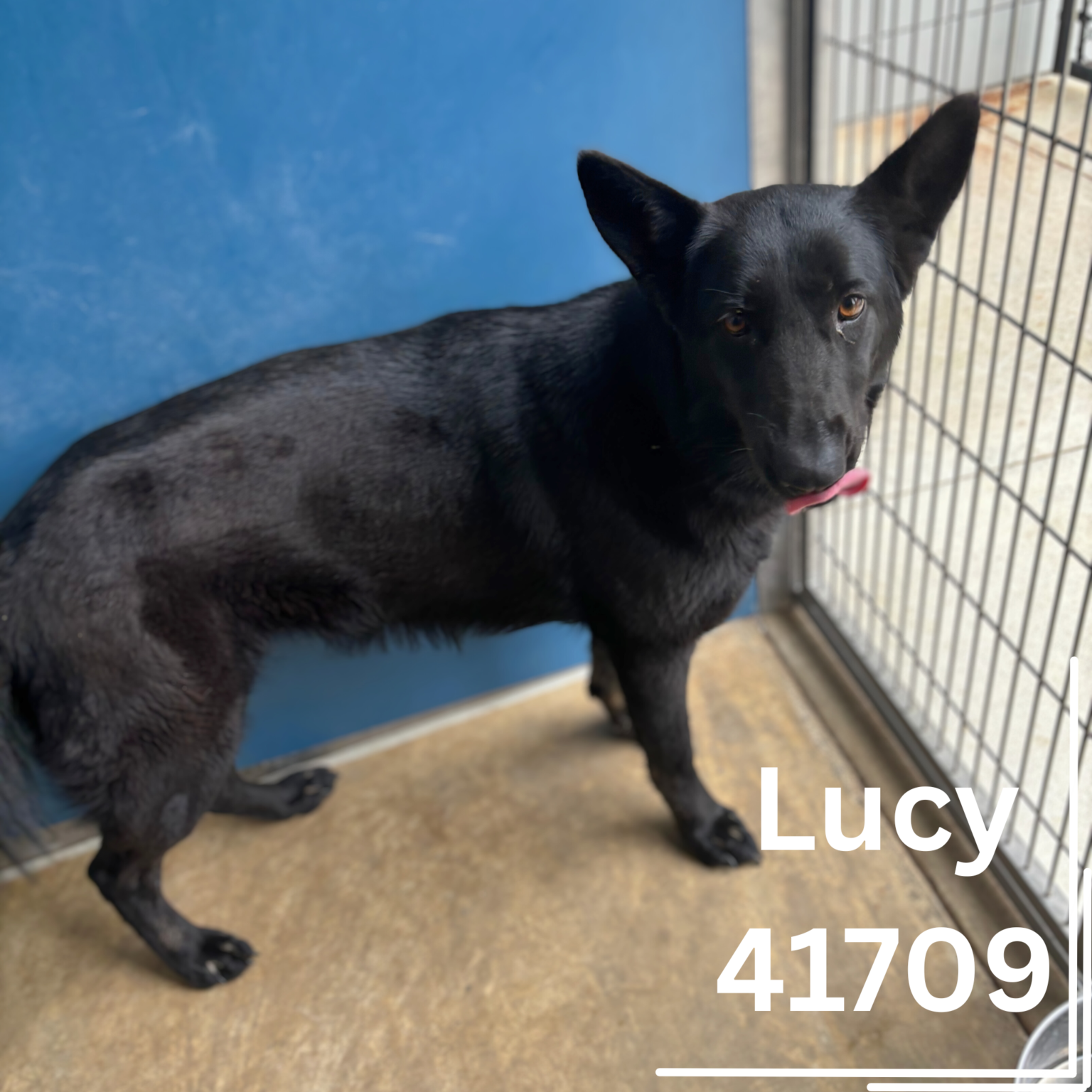 Lucy 41709 RESCUED - Bainbridge-Decatur County Humane Society