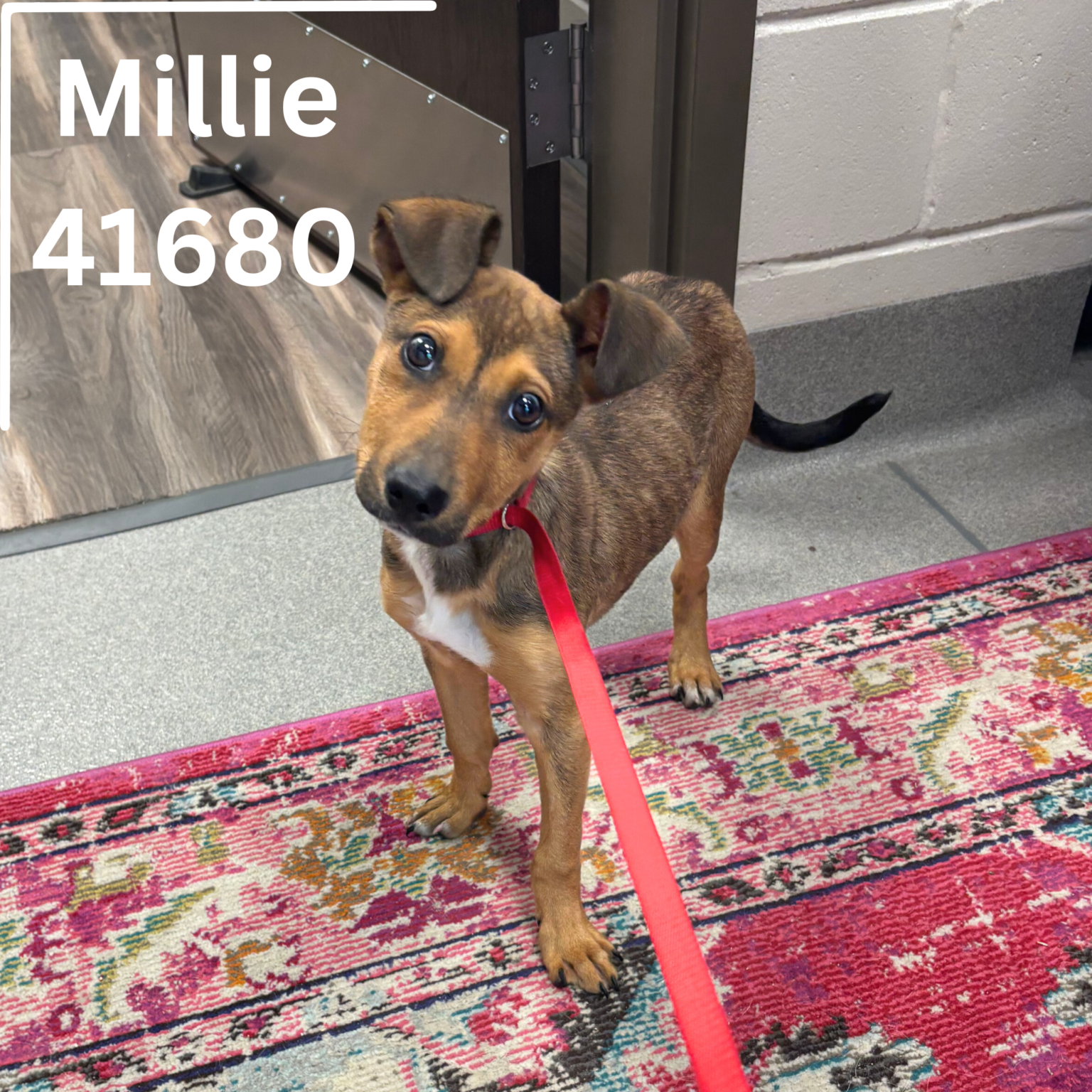Millie 41680 RESCUED - Bainbridge-Decatur County Humane Society