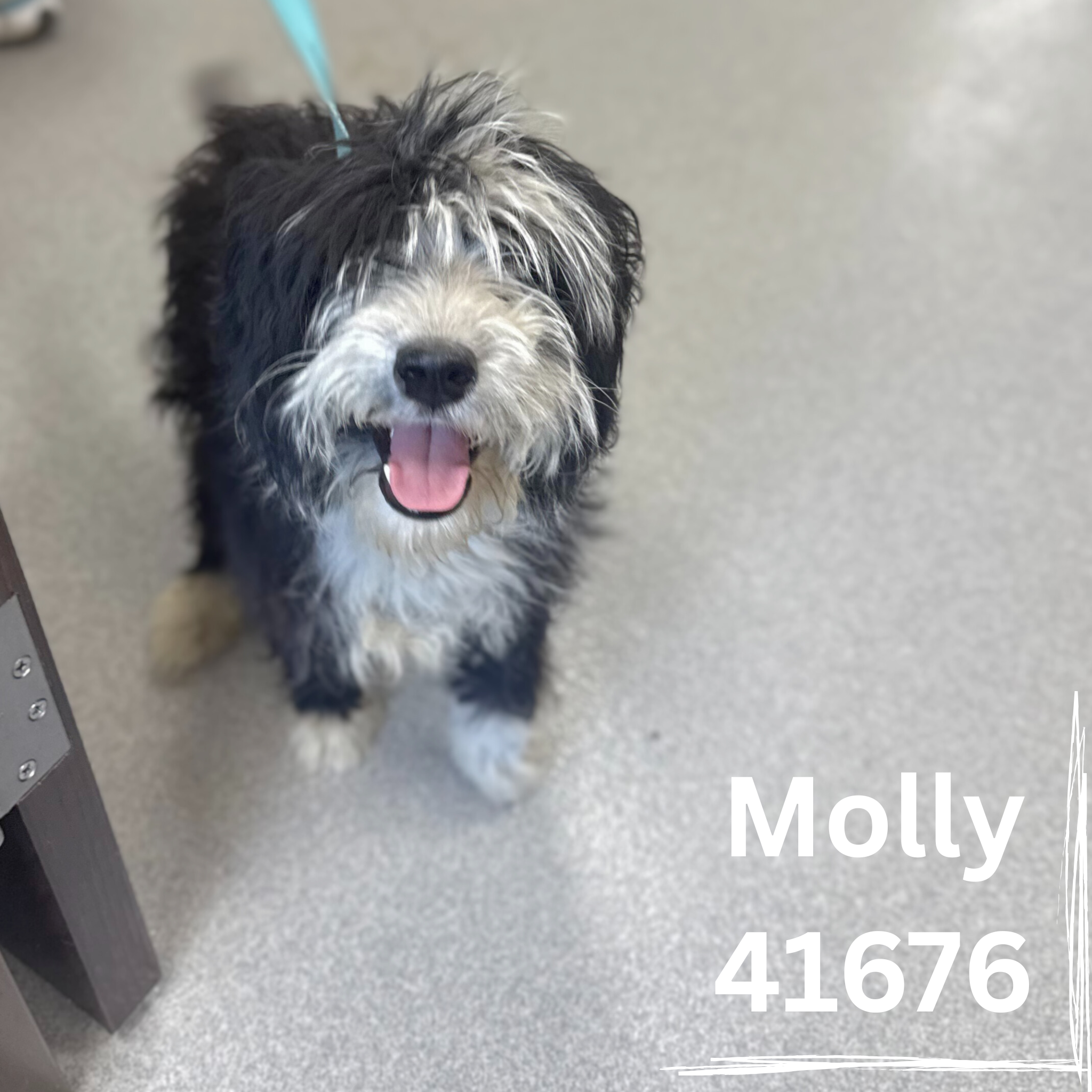 Molly 41676 RECLAIMED - Bainbridge-Decatur County Humane Society