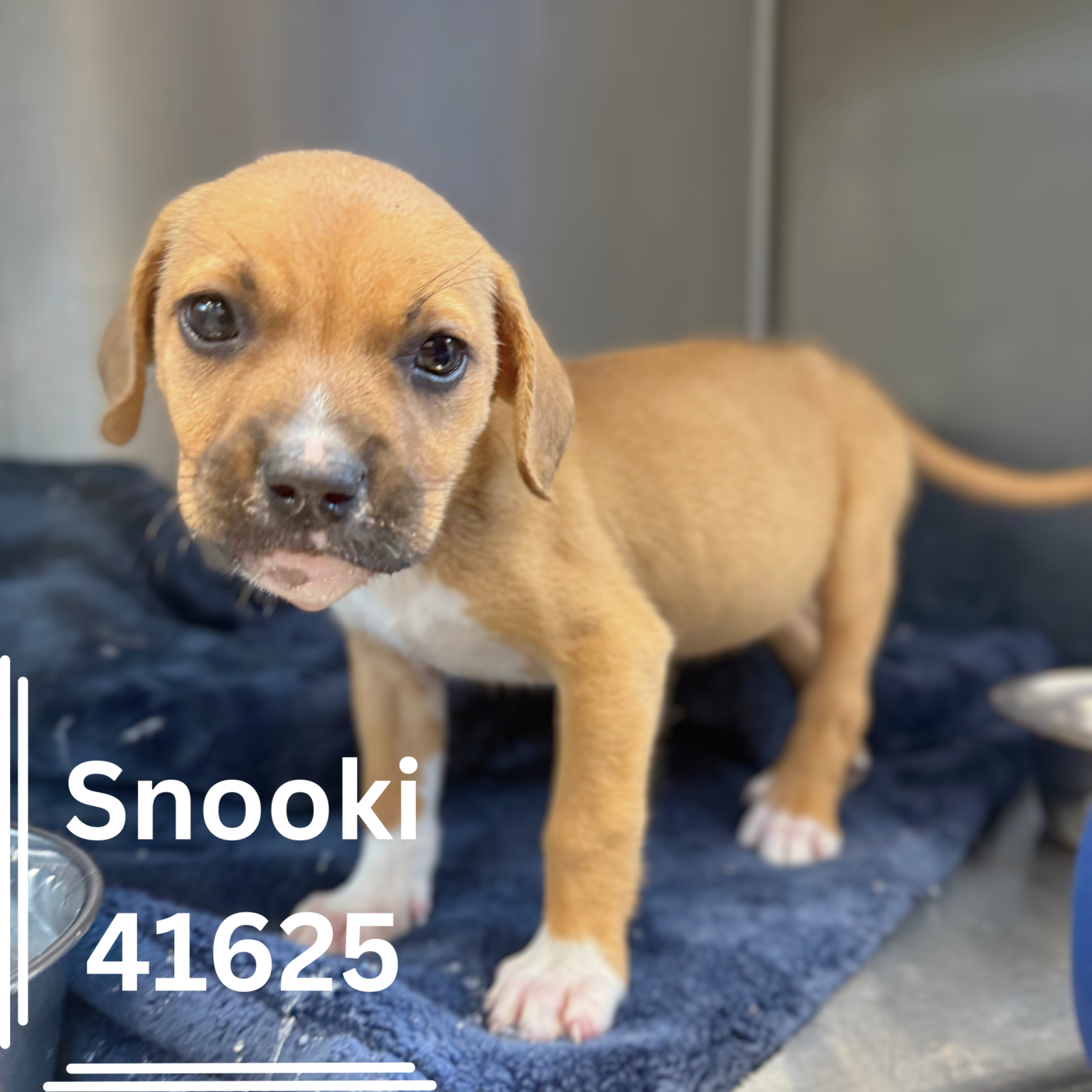 Snooki 41625 RESCUED - Bainbridge-Decatur County Humane Society