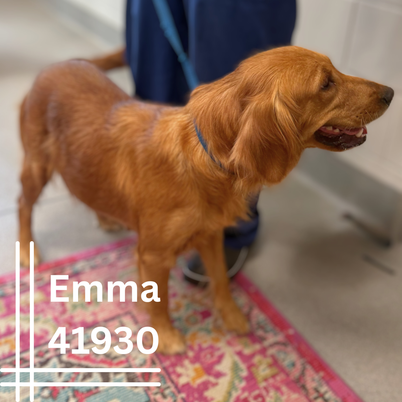 Emma 41930 – RESCUED - Bainbridge-Decatur County Humane Society