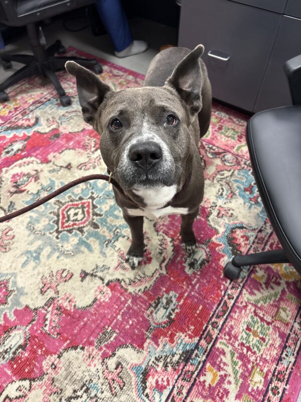 Bainbridge-Decatur County Humane Society - Helping the Helpless