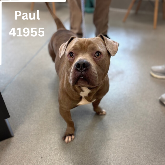 Paul 41955 – RECLAIMED - Bainbridge-Decatur County Humane Society