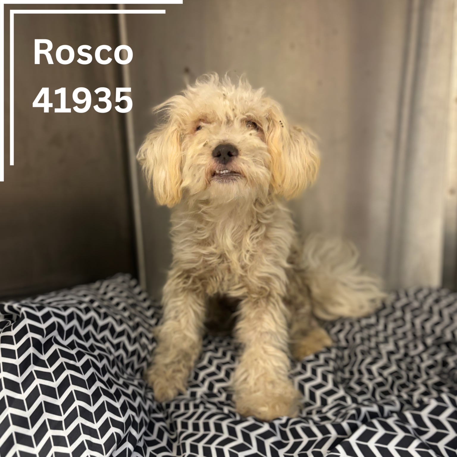 Rosco 41936- RESCUED - Bainbridge-Decatur County Humane Society