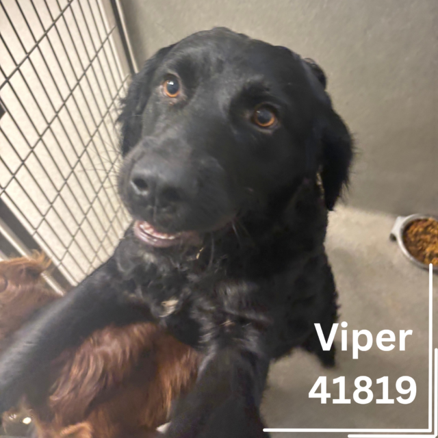 Viper 41819 & Valor 41820 RECLAIMED - Bainbridge-Decatur County Humane ...