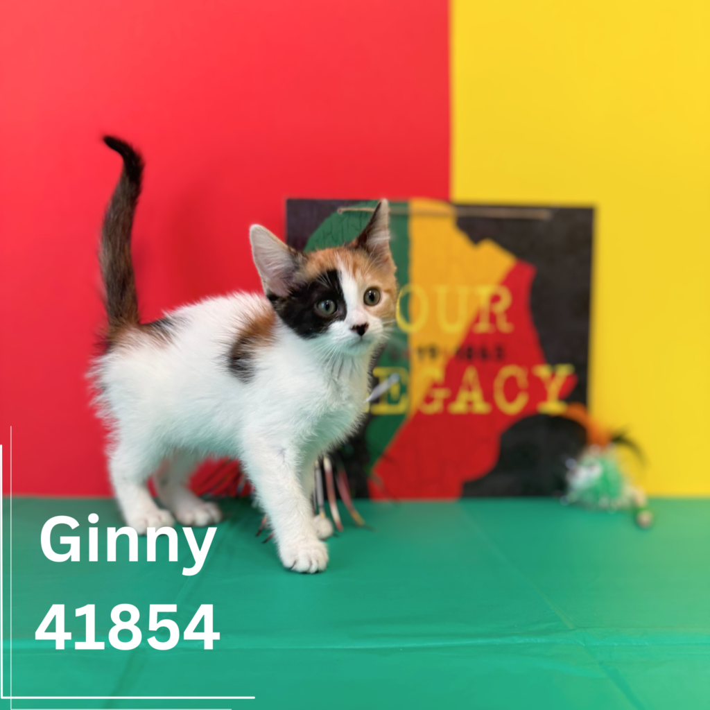 Ginny 41854- ADOPTED - Bainbridge-Decatur County Humane Society