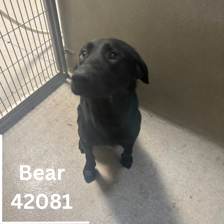 Bear 42081 – RESCUED - Bainbridge-Decatur County Humane Society