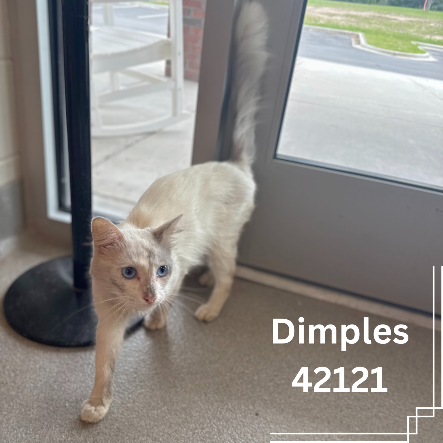 Dimples 42121 – ADOPTED - Bainbridge-Decatur County Humane Society