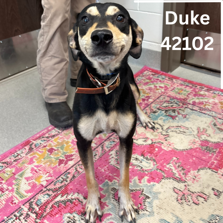 Duke 42102 RESCUED - Bainbridge-Decatur County Humane Society