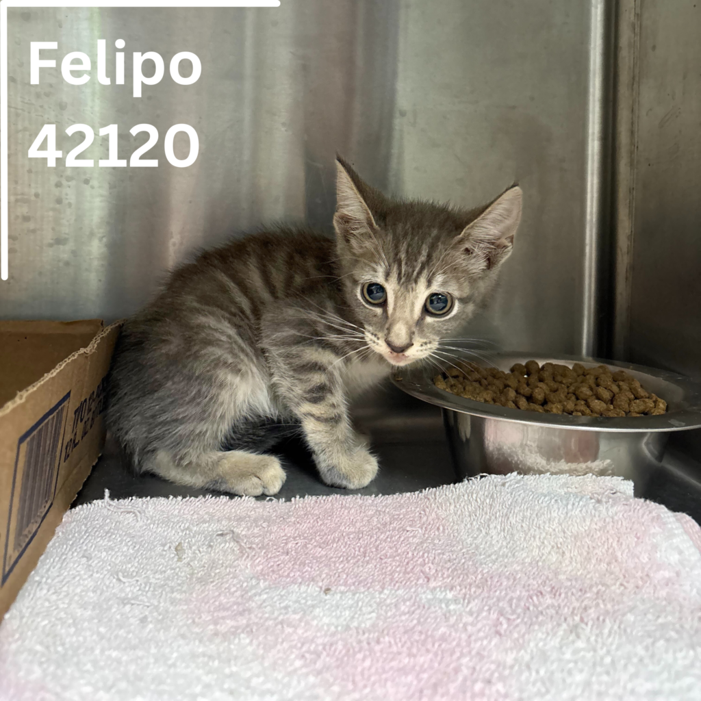 Felipo 42120- ADOPTED - Bainbridge-Decatur County Humane Society