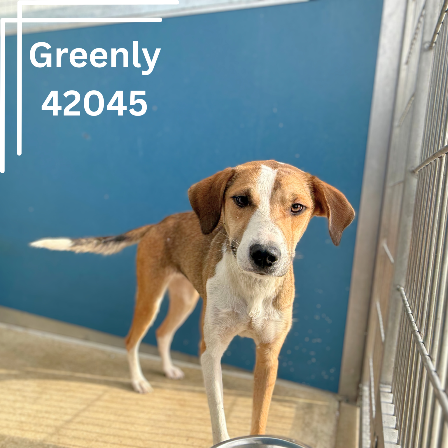 Greenly 42045 – ADOPTED - Bainbridge-Decatur County Humane Society