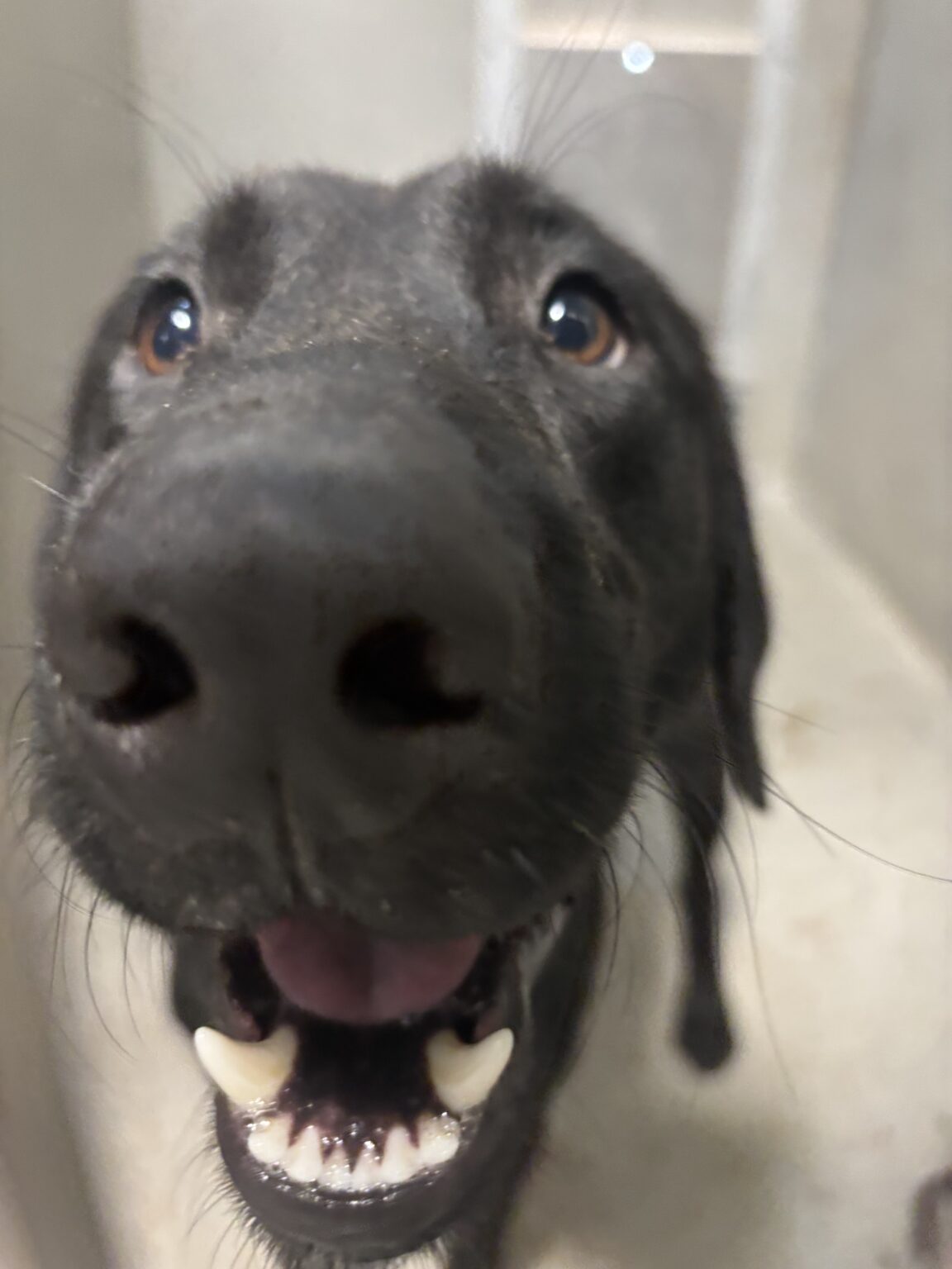 Bear 42081 – RESCUED - Bainbridge-Decatur County Humane Society