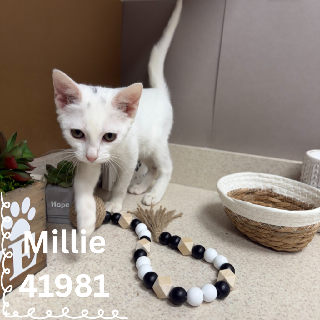 Millie 41981 – RESCUED - Bainbridge-Decatur County Humane Society