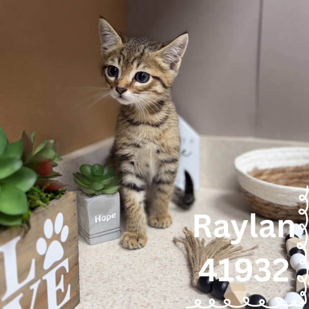 Raylan 41932- ADOPTED - Bainbridge-Decatur County Humane Society