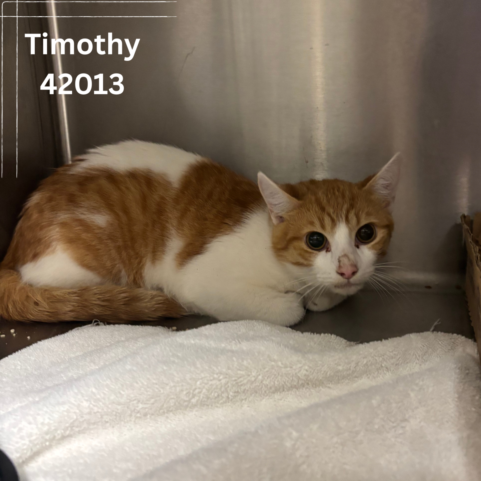 Timothy 42013- ADOPTED - Bainbridge-Decatur County Humane Society