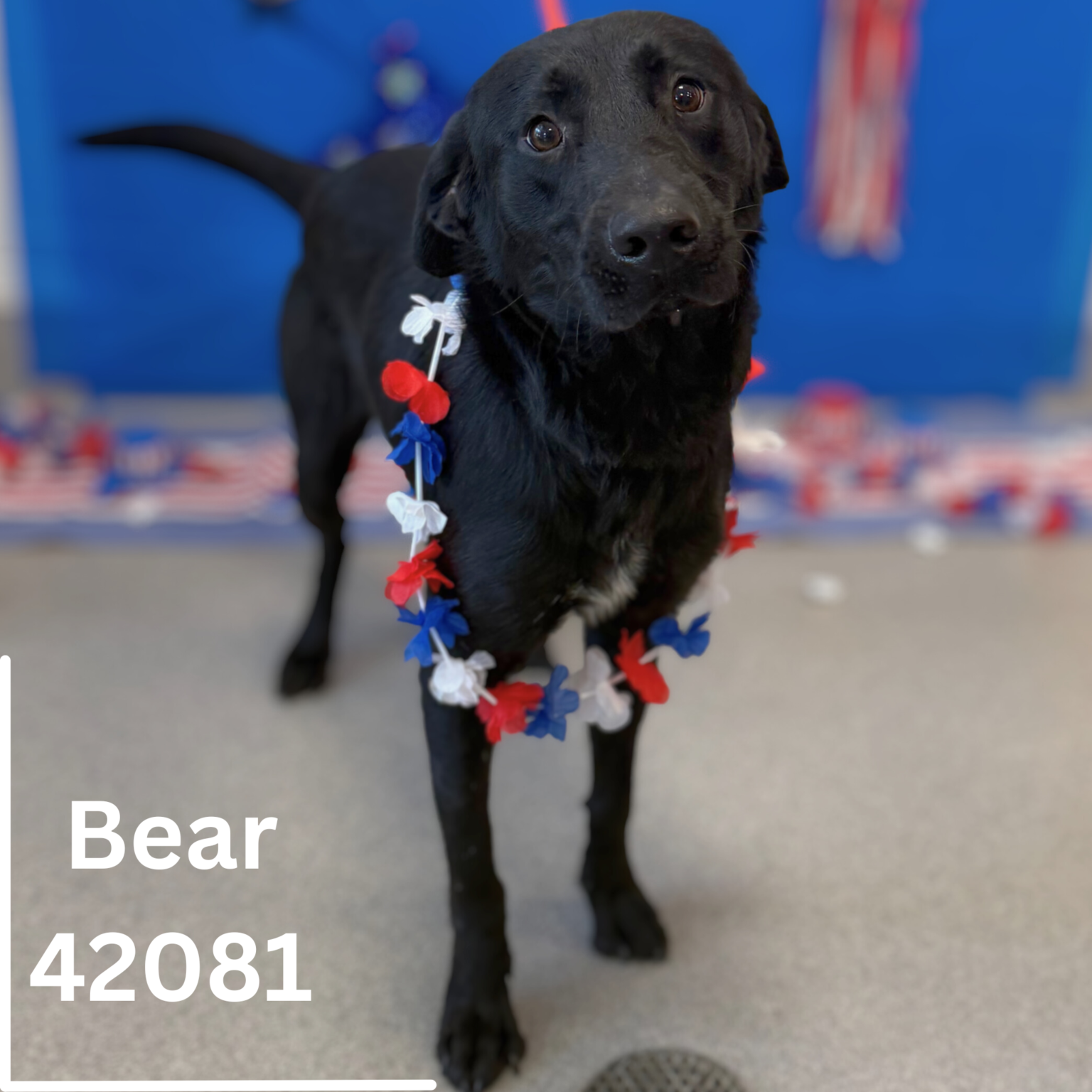 Bear 42081 – RESCUED - Bainbridge-Decatur County Humane Society