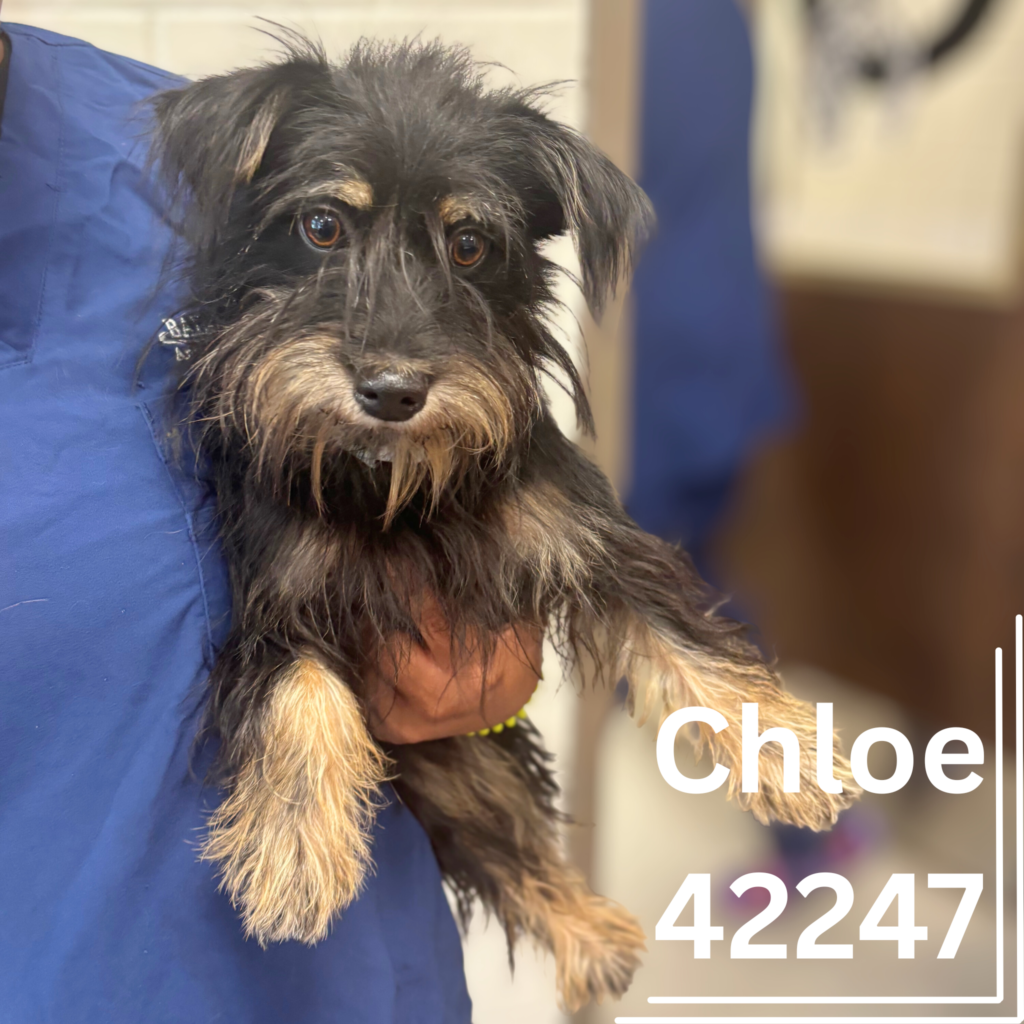 Chloe 42247- RESCUED - Bainbridge-Decatur County Humane Society