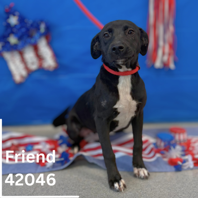 Friend 42046 - Bainbridge-Decatur County Humane Society