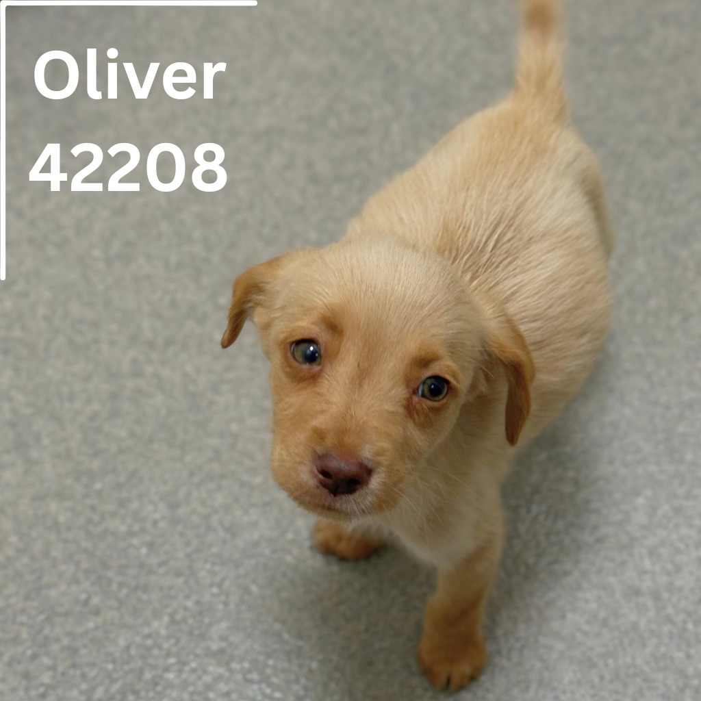 Hannah’s Pups 42204-42210- RESCUED - Bainbridge-Decatur County Humane ...