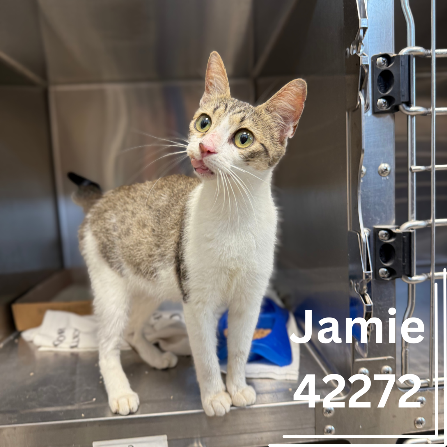 Jamie 42272 - Bainbridge-Decatur County Humane Society