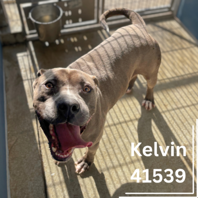 Kelvin 41539 - Bainbridge-Decatur County Humane Society