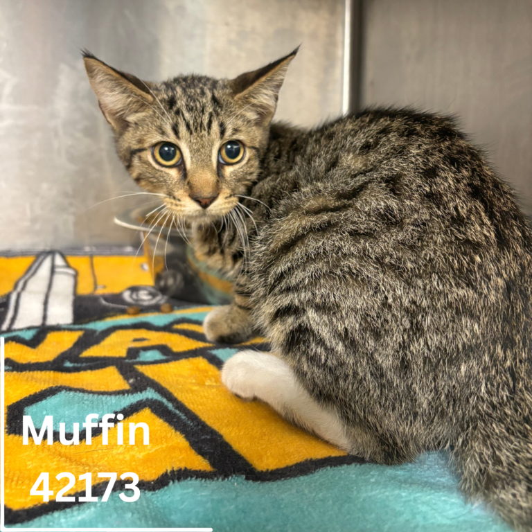 Cupcake 42174 & Muffin 42173 – ADOPTED - Bainbridge-Decatur County Humane Society