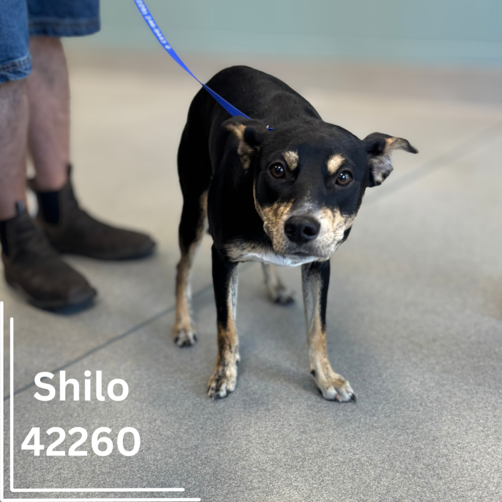 Shilo 42260- Rescued - Bainbridge-Decatur County Humane Society