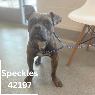 Bainbridge-Decatur County Humane Society - Helping the Helpless