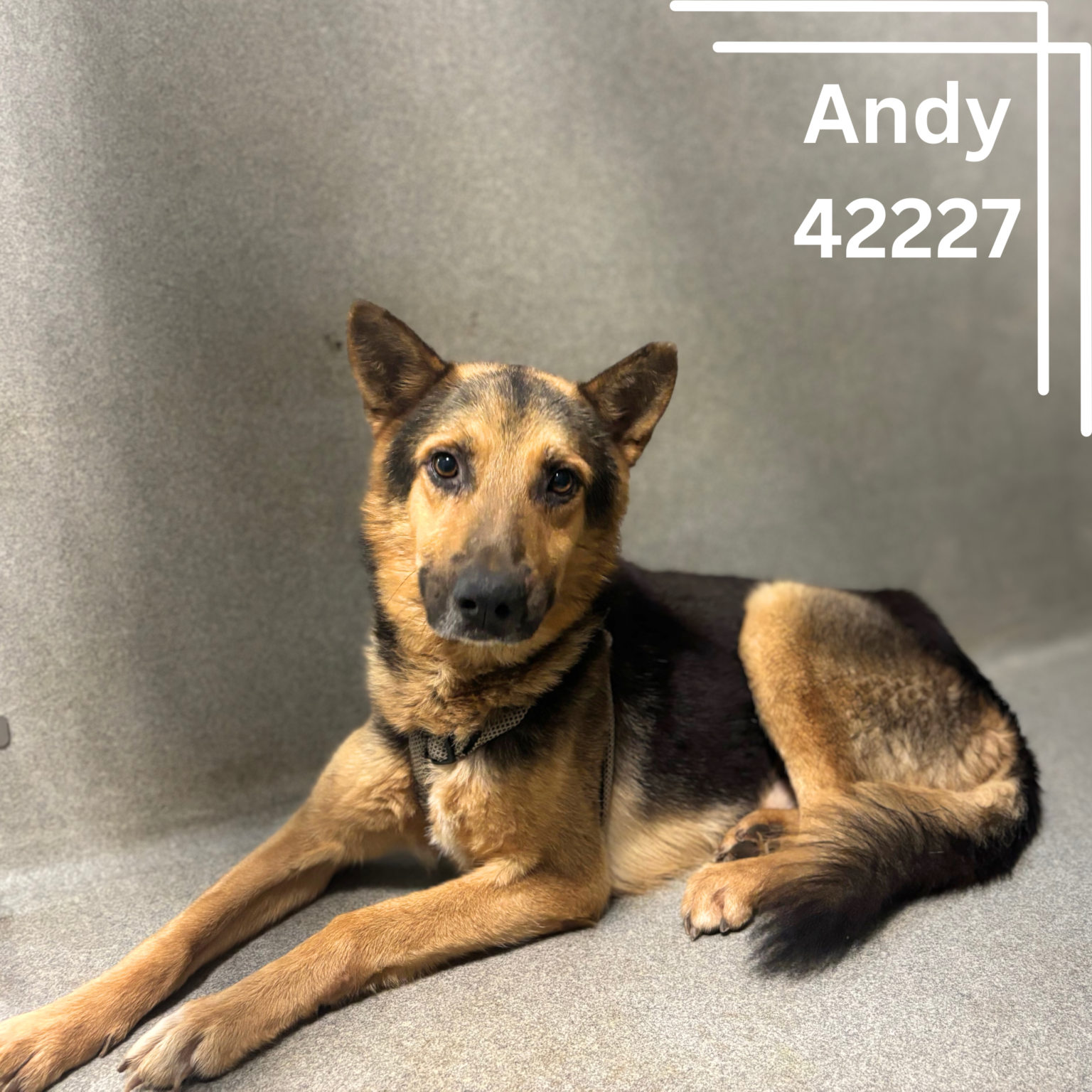 Andy 42227- RESCUED - Bainbridge-Decatur County Humane Society