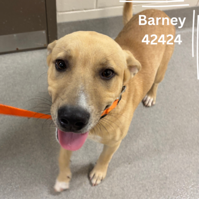 Adopt a Dog - Bainbridge-Decatur County Humane Society