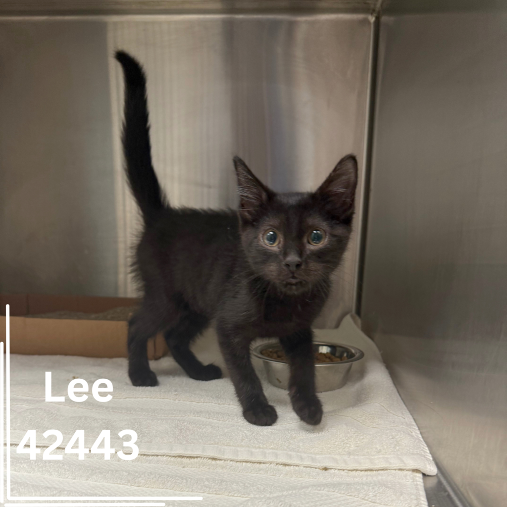Lee 42443- ADOPTED - Bainbridge-Decatur County Humane Society