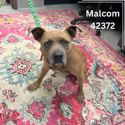 Adopt a Dog - Bainbridge-Decatur County Humane Society