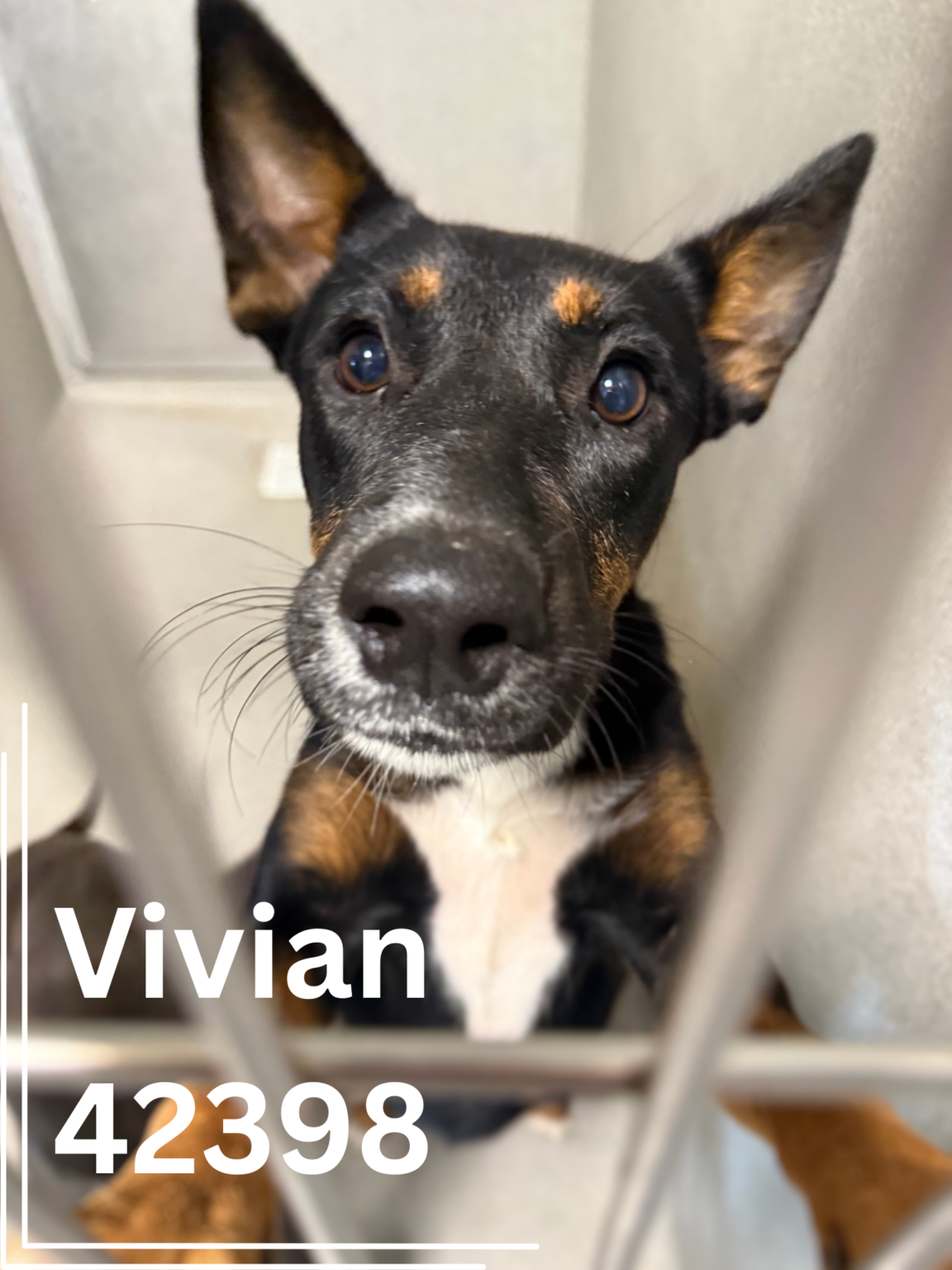 Vivian 42398 – ADOPTED - Bainbridge-Decatur County Humane Society