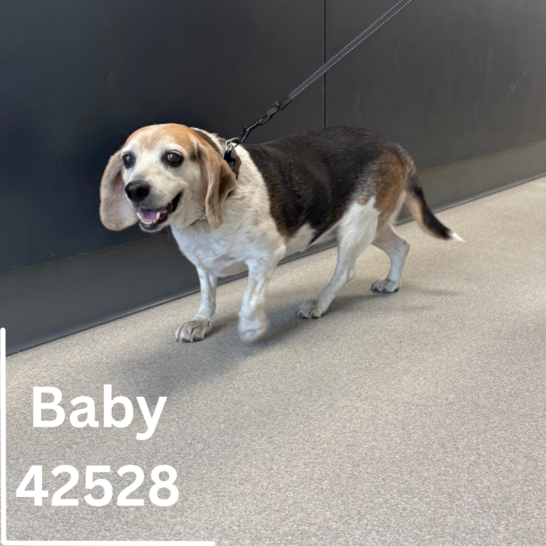 Baby 42528 RESCUED - Bainbridge-Decatur County Humane Society