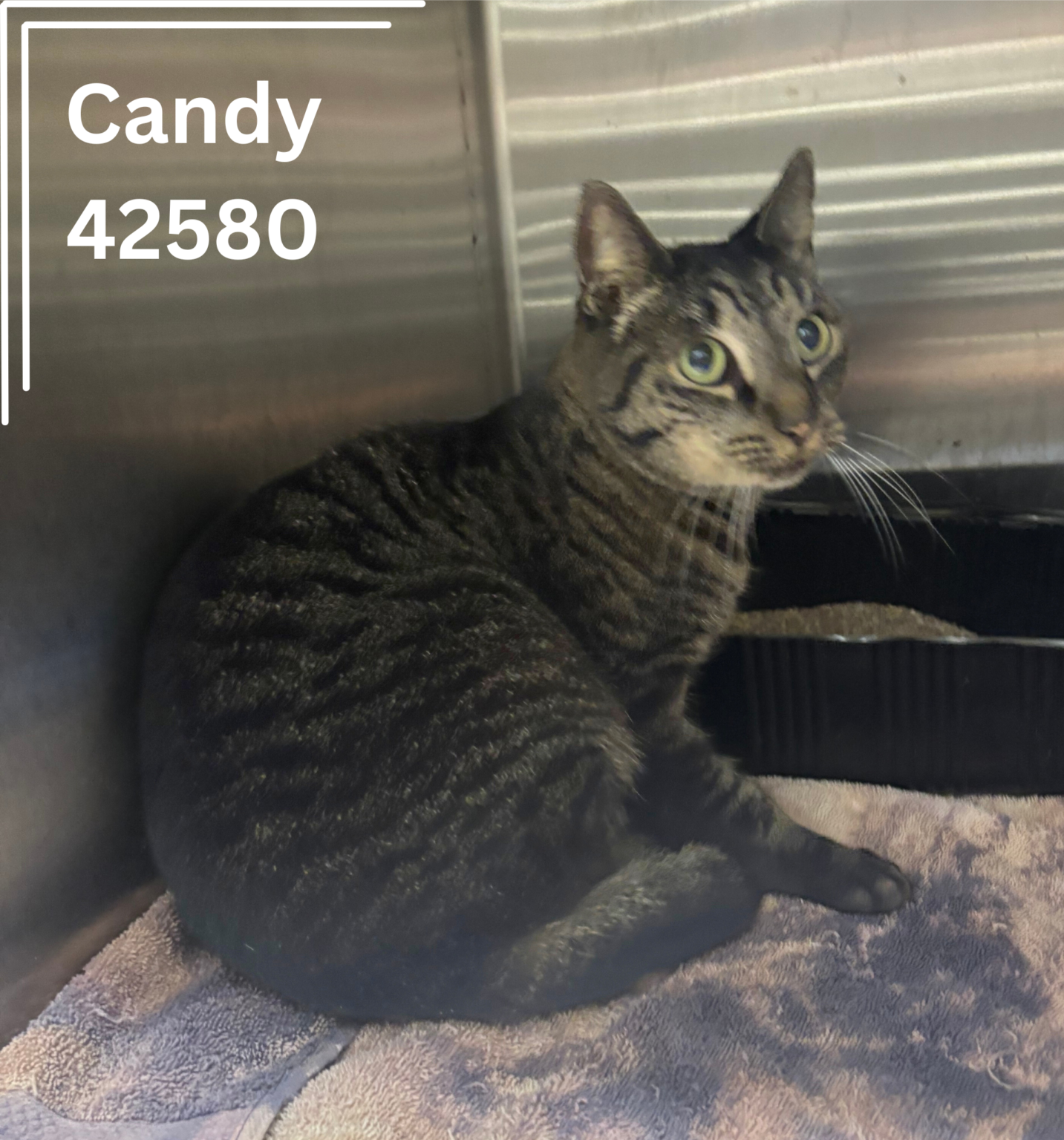 Candy 42580 - Bainbridge-Decatur County Humane Society