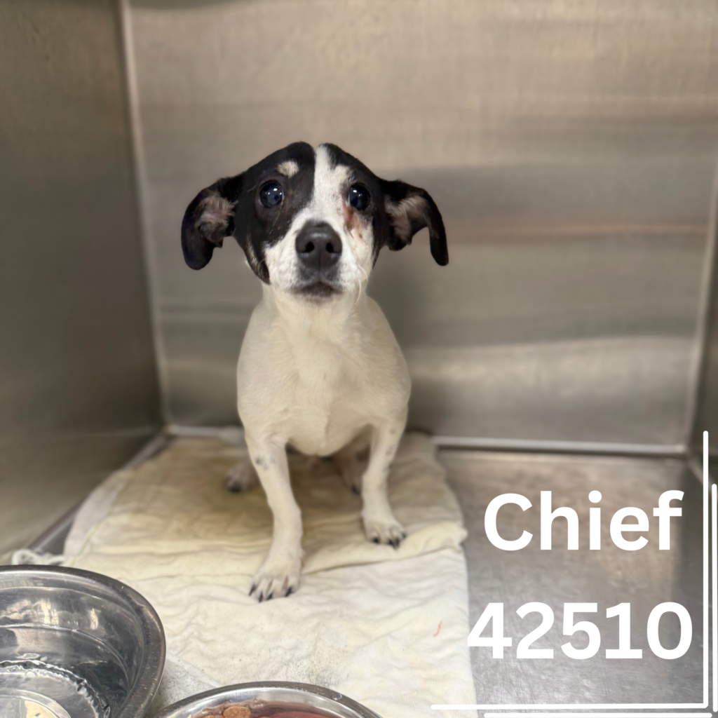 Chief 42510 RESCUED - Bainbridge-Decatur County Humane Society