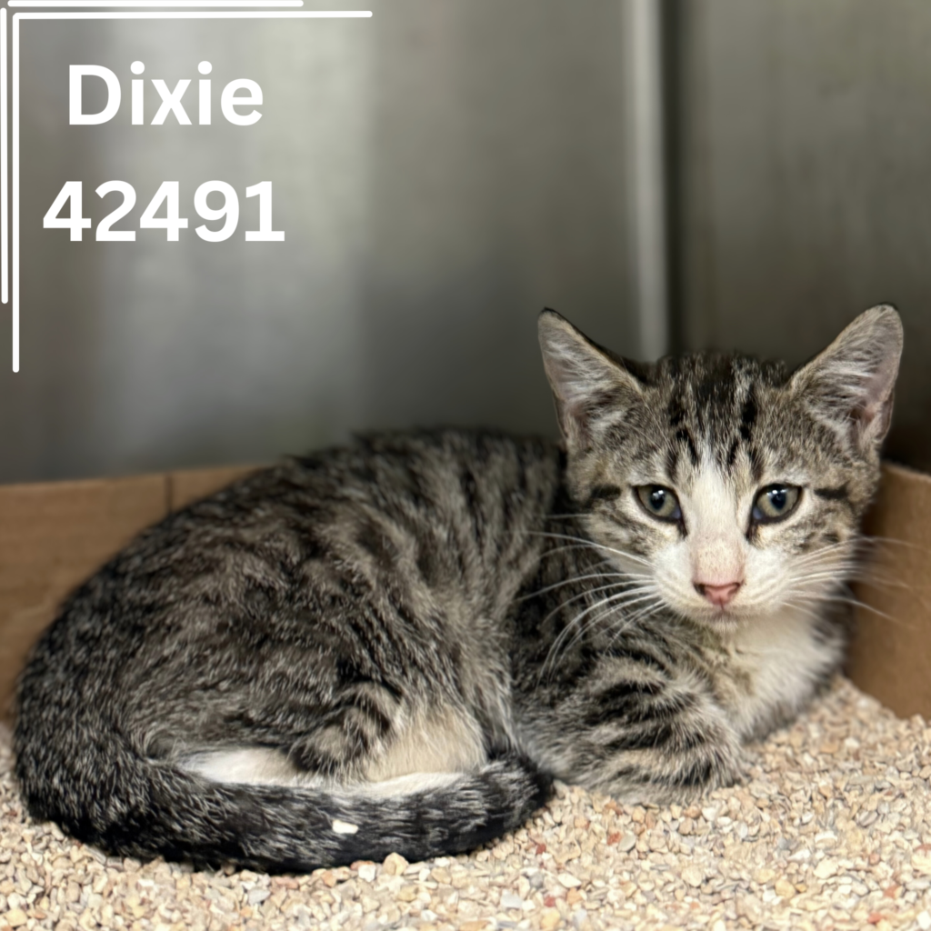 Dixie 42491 RESCUED - Bainbridge-Decatur County Humane Society