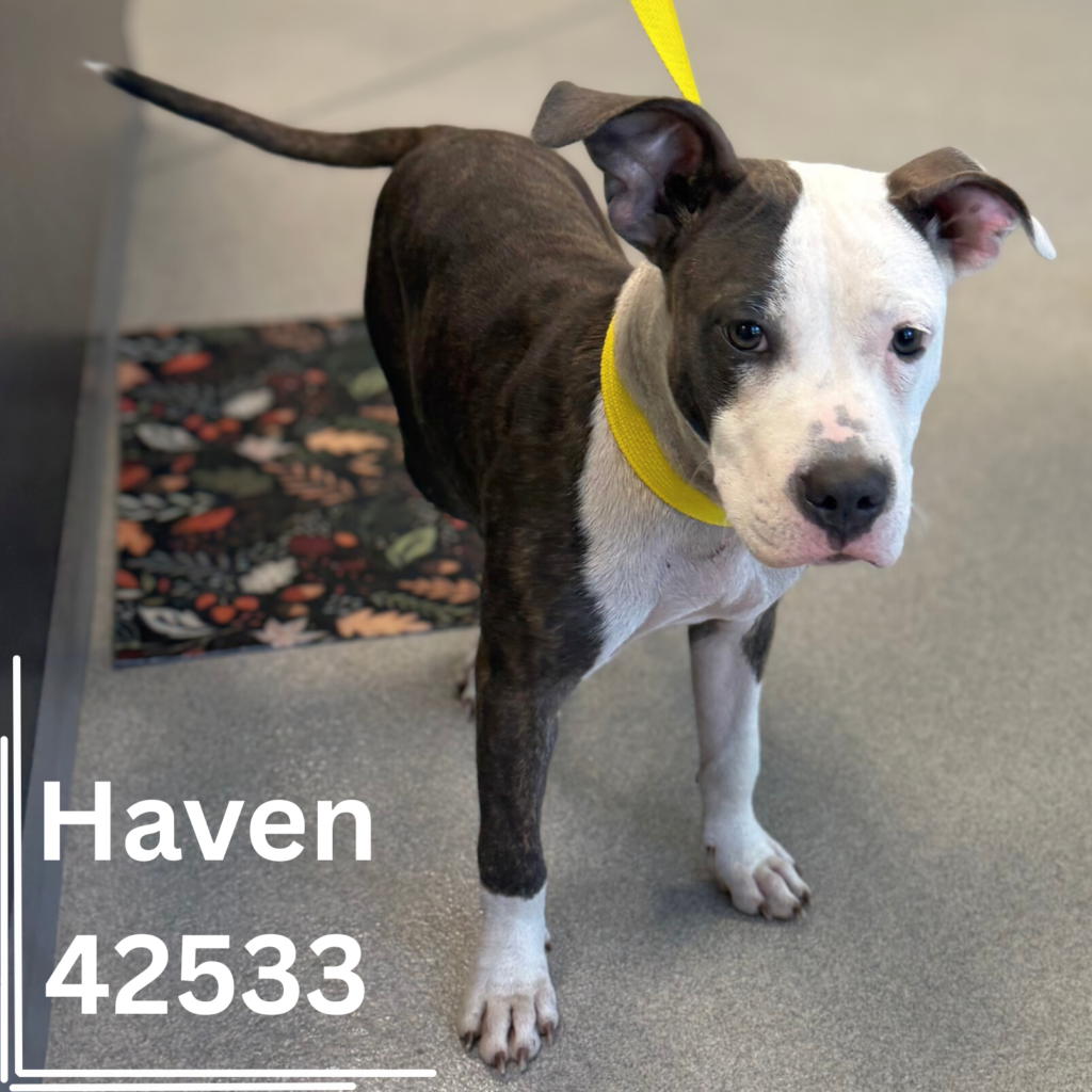 Haven 42533 – ADOPTED - Bainbridge-Decatur County Humane Society