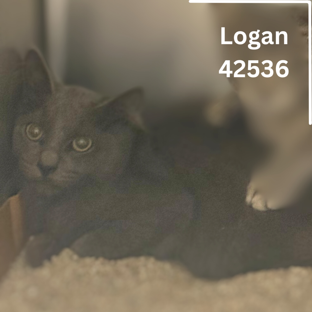 Logan 42536 - Bainbridge-Decatur County Humane Society
