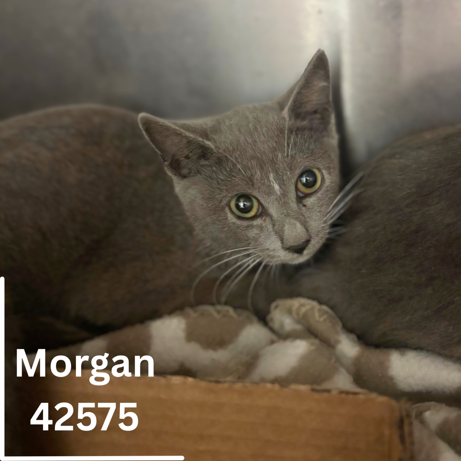 Morgan 42575- ADOPTED - Bainbridge-Decatur County Humane Society