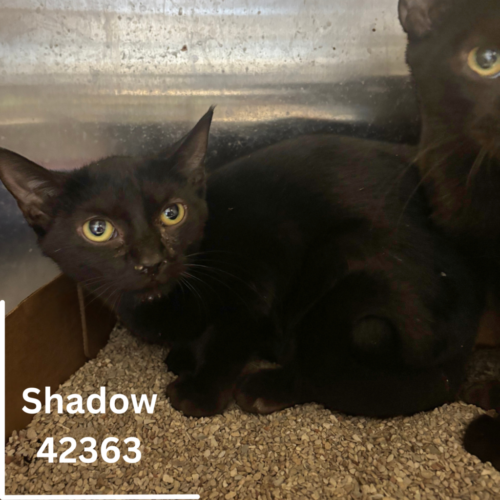 Shadow 42363 - Bainbridge-Decatur County Humane Society