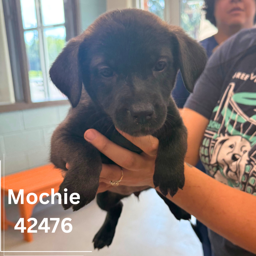 Pumpkin Patch Pups 42476–81- ADOPTED - Bainbridge-Decatur County Humane ...