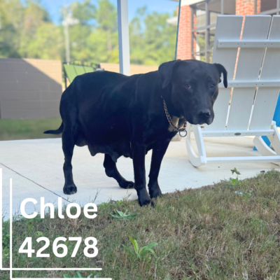 Adopt a Dog - Bainbridge-Decatur County Humane Society