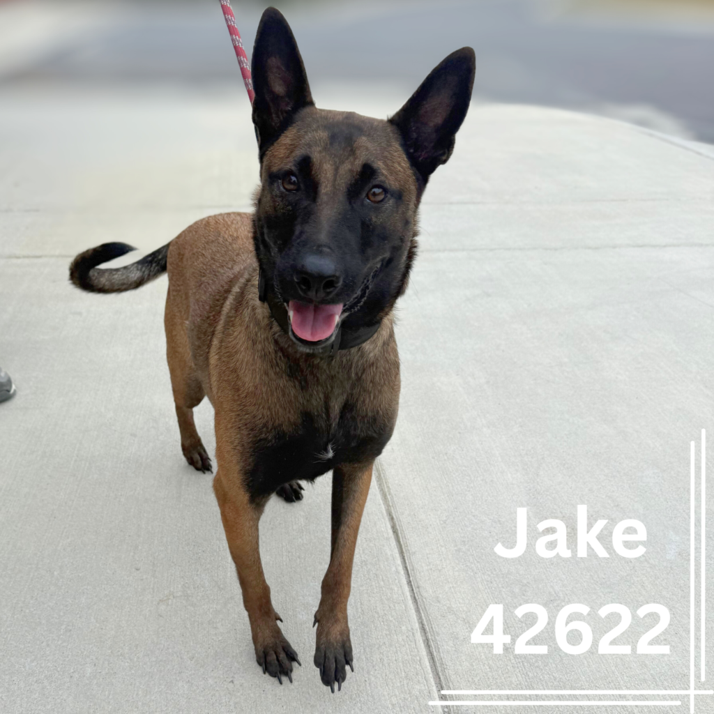 Jake 42622- ADOPTED - Bainbridge-Decatur County Humane Society