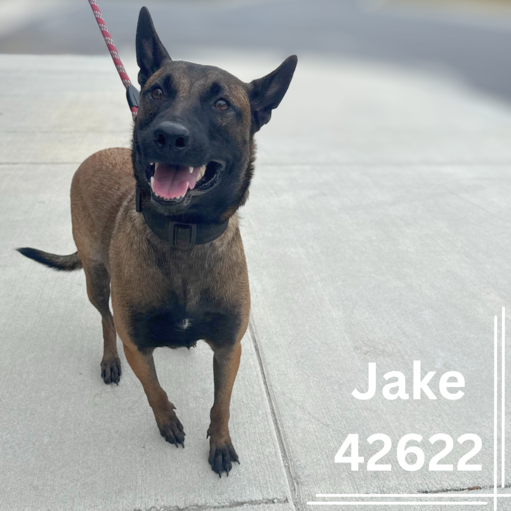 Jake 42622- ADOPTED - Bainbridge-Decatur County Humane Society