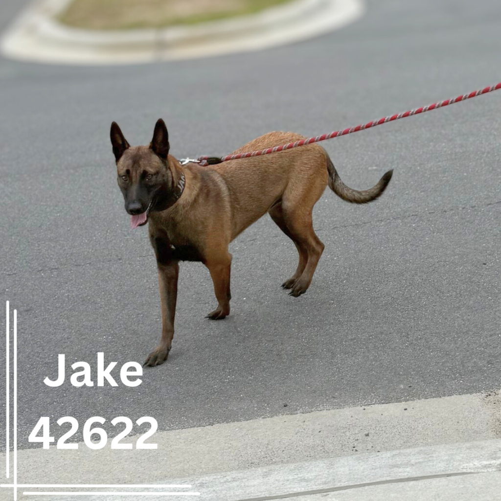 Jake 42622- ADOPTED - Bainbridge-Decatur County Humane Society