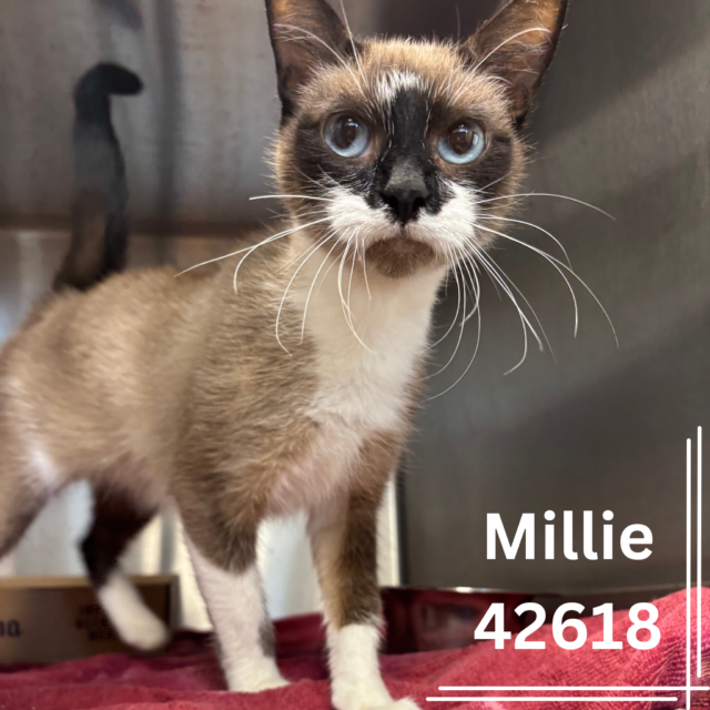 Millie 42618- ADOPTED - Bainbridge-Decatur County Humane Society