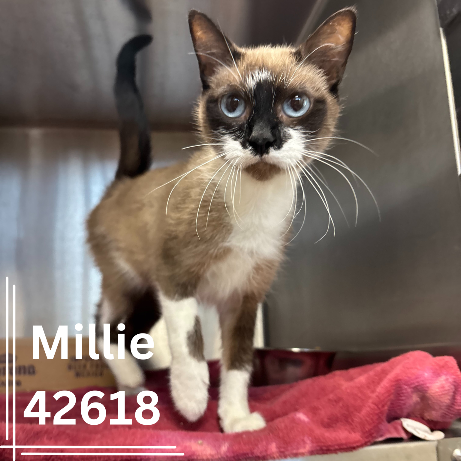 Millie 42618- ADOPTED - Bainbridge-Decatur County Humane Society